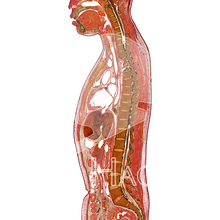 Anatomy Glass Archives - Modiezham Sdn Bhd