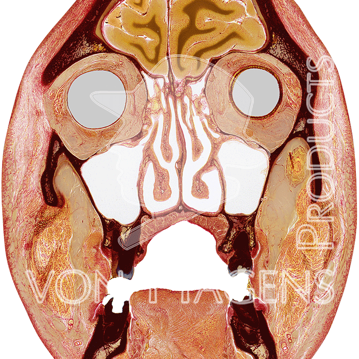 Anatomy Glass Archives - Modiezham Sdn Bhd
