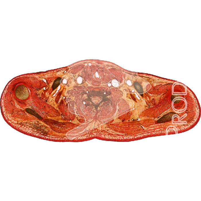 Anatomy Glass Archives - Modiezham Sdn Bhd