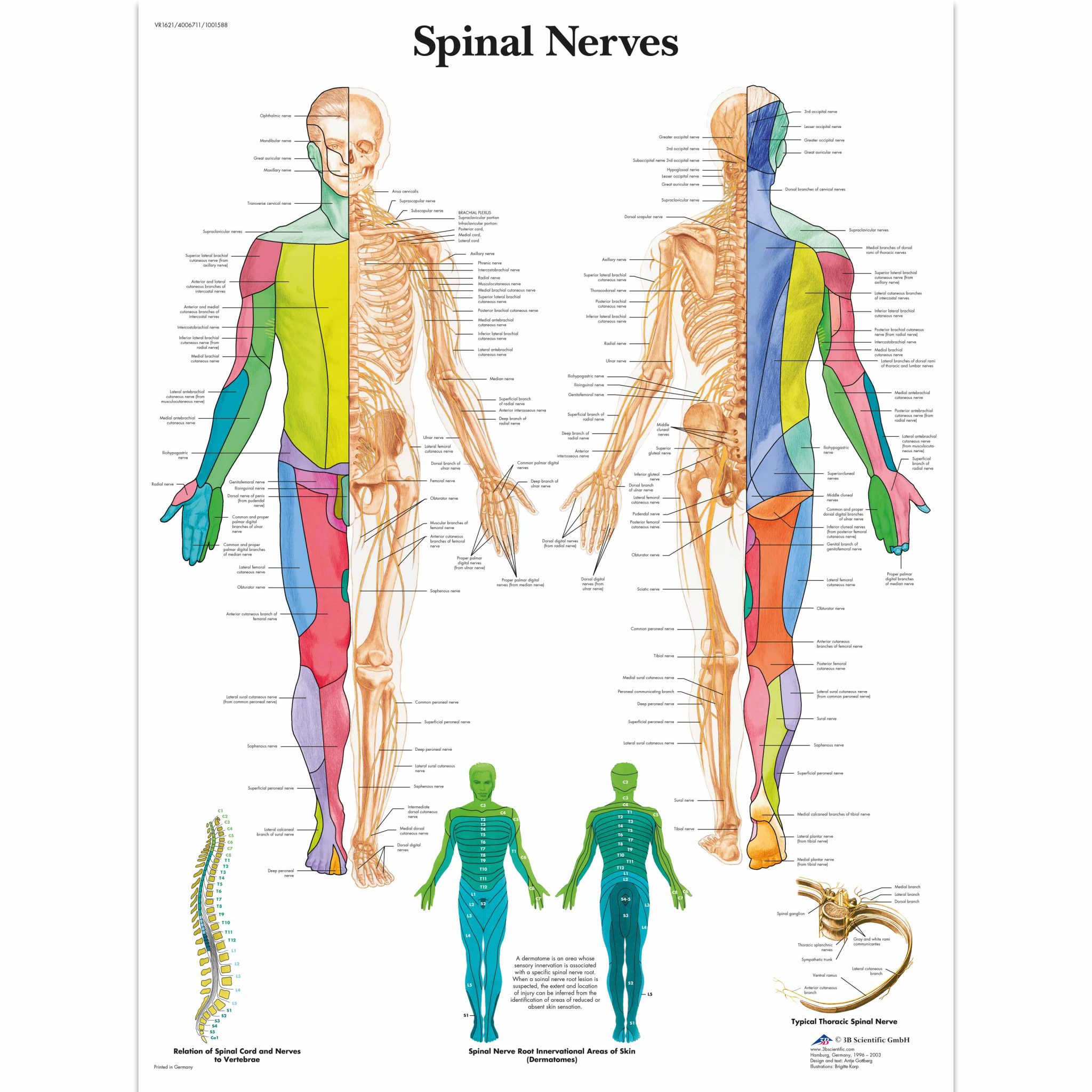 Spinal Nerves Chart - Modiezham Sdn Bhd